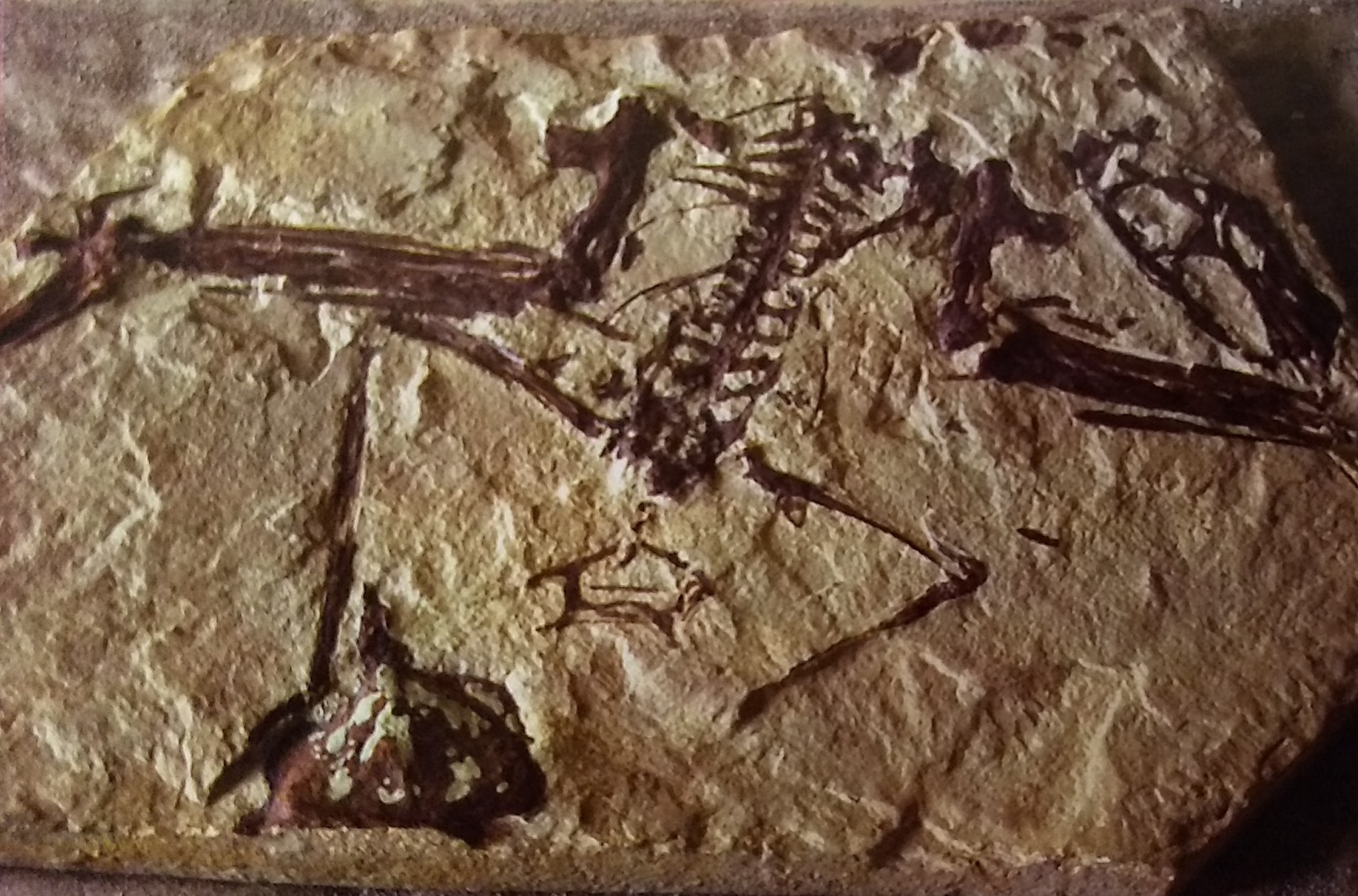 Museum of Paleontology - Magical Towns